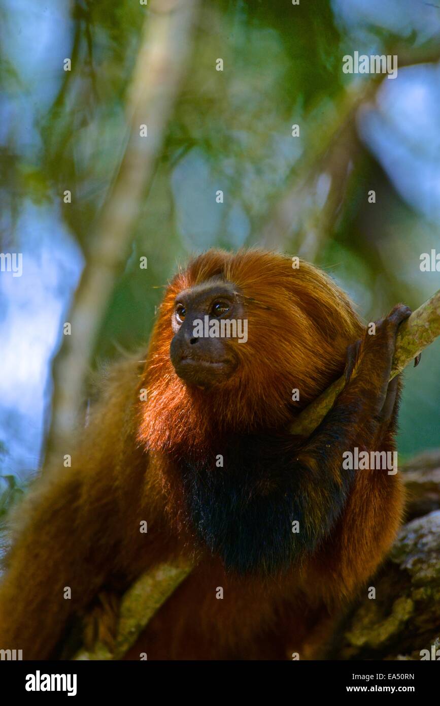 Golden Lion Tamarin (Leontopithecus rosalia) endangered species ...