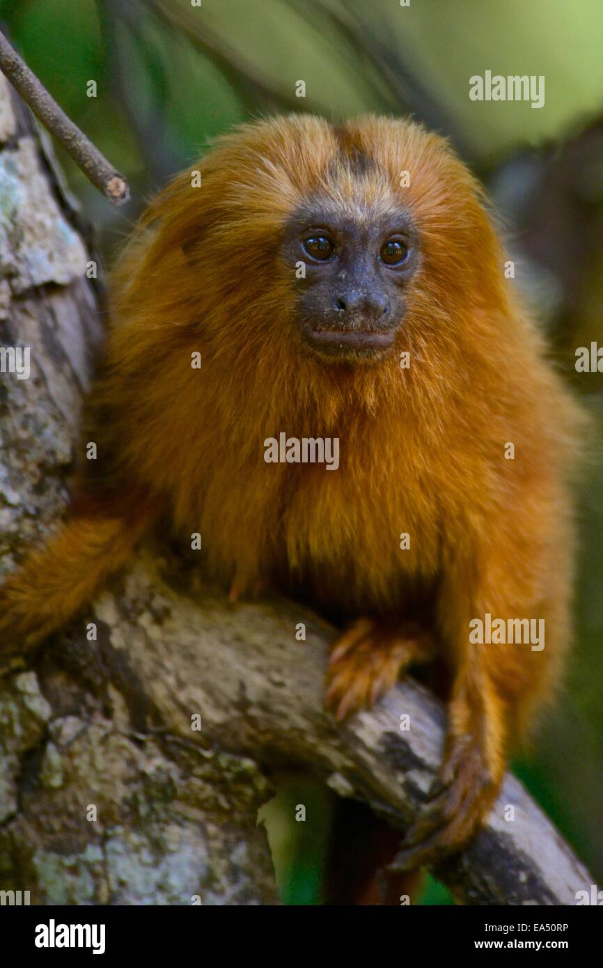 Rio tamarin hi-res stock photography and images - Alamy