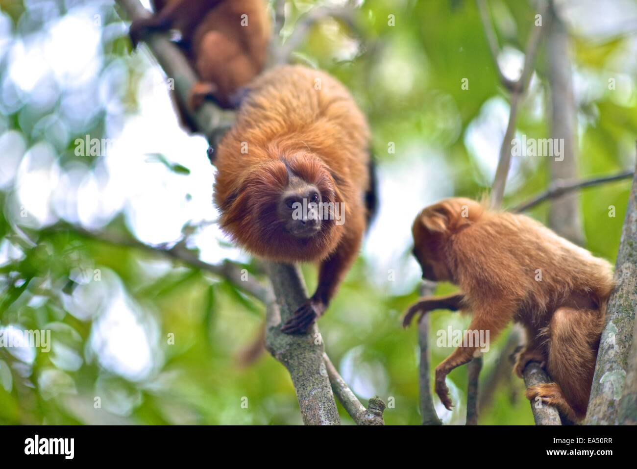 Golden Lion Tamarin (Leontopithecus rosalia) endangered species ...