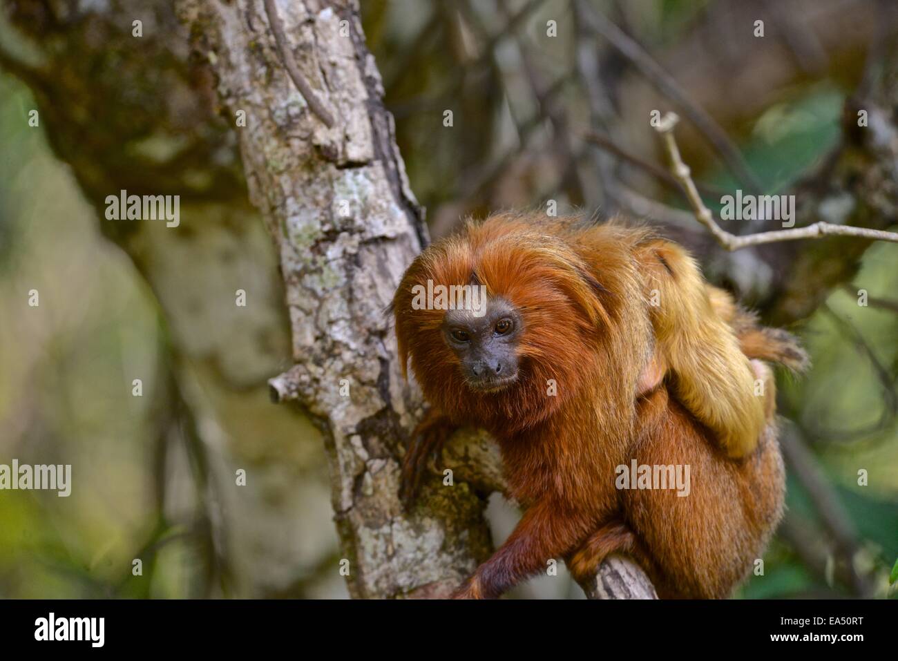 Golden Lion Tamarin (Leontopithecus rosalia) endangered species ...