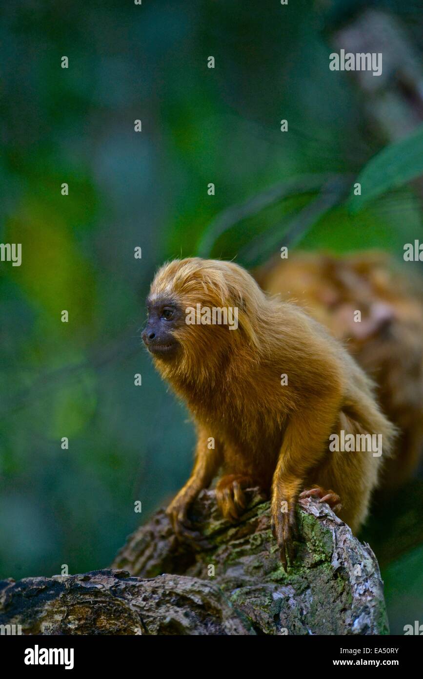 Golden Lion Tamarin (Leontopithecus rosalia) endangered species ...