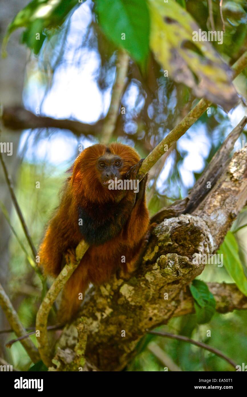 Golden Lion Tamarin (Leontopithecus rosalia) endangered species ...