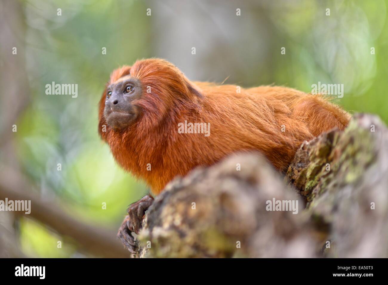 Golden Lion Tamarin (Leontopithecus rosalia) endangered species ...