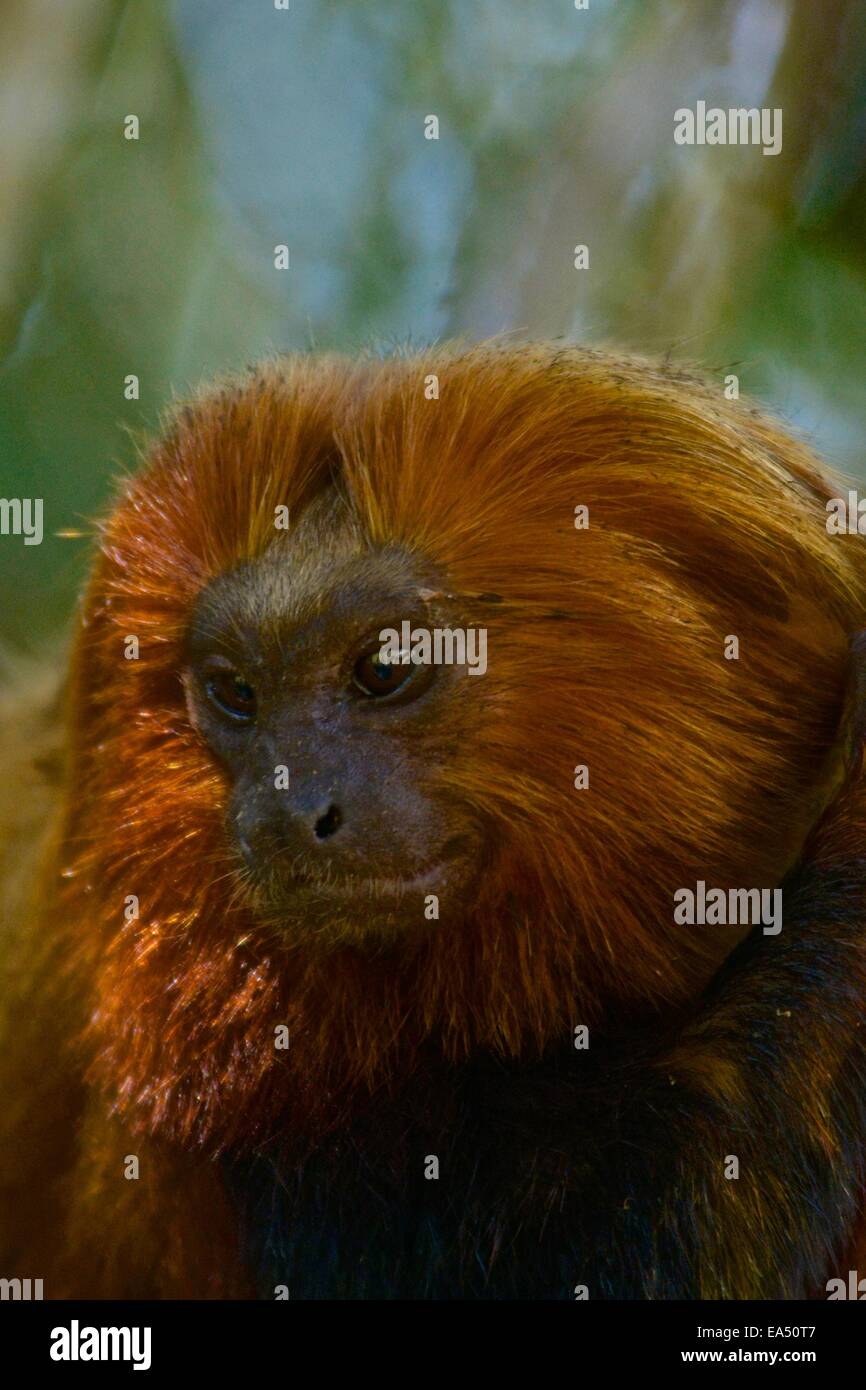 Golden Lion Tamarin (Leontopithecus rosalia) endangered species ...