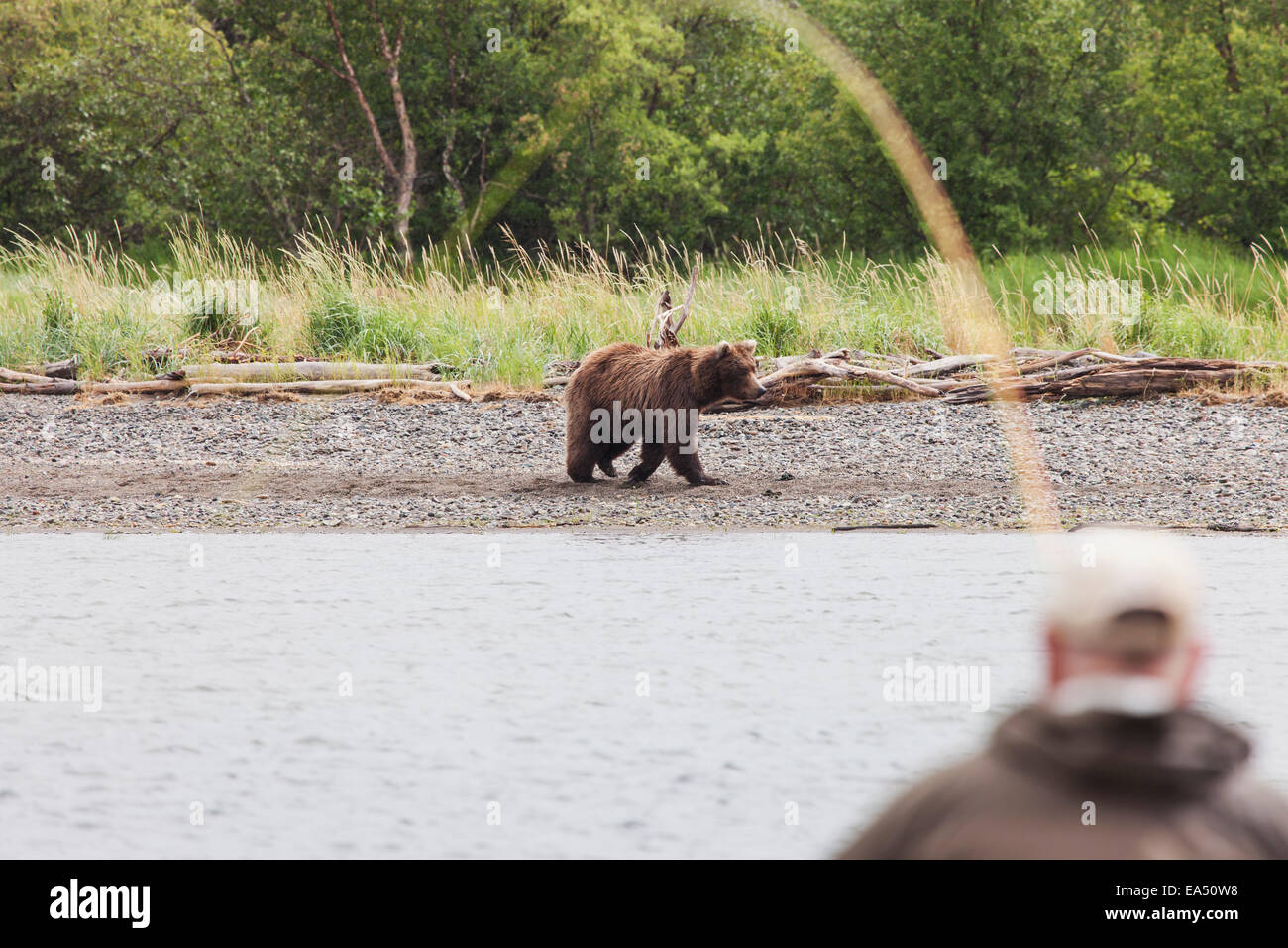 Alaska,Grizzly Bear,River,Fly Fishing Stock Photo - Alamy