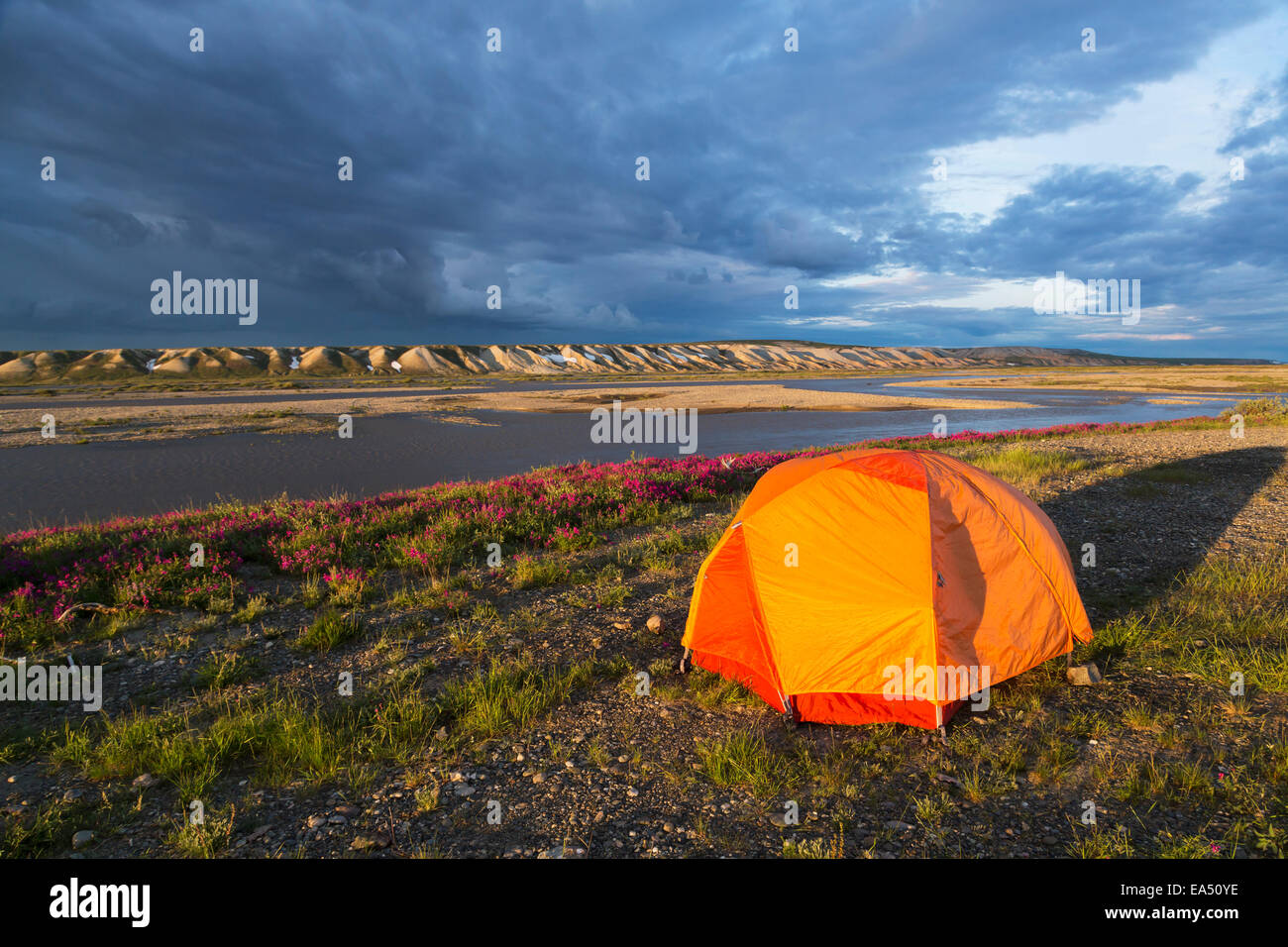 Alaska arctic fireweed alaska hi-res stock photography and images - Alamy