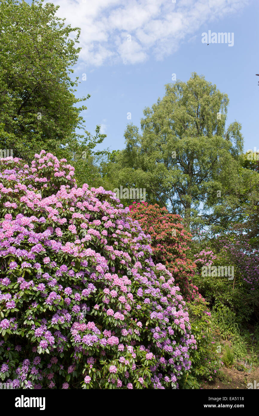 Purple Hydrangea with green trees Stock Photo - Alamy