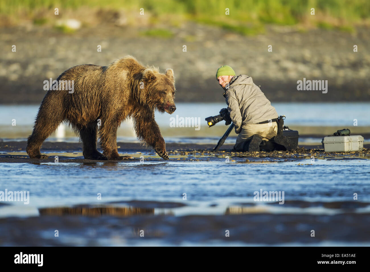 Photographer,Alaska,Brown Bear,Hallo Bay Stock Photo - Alamy