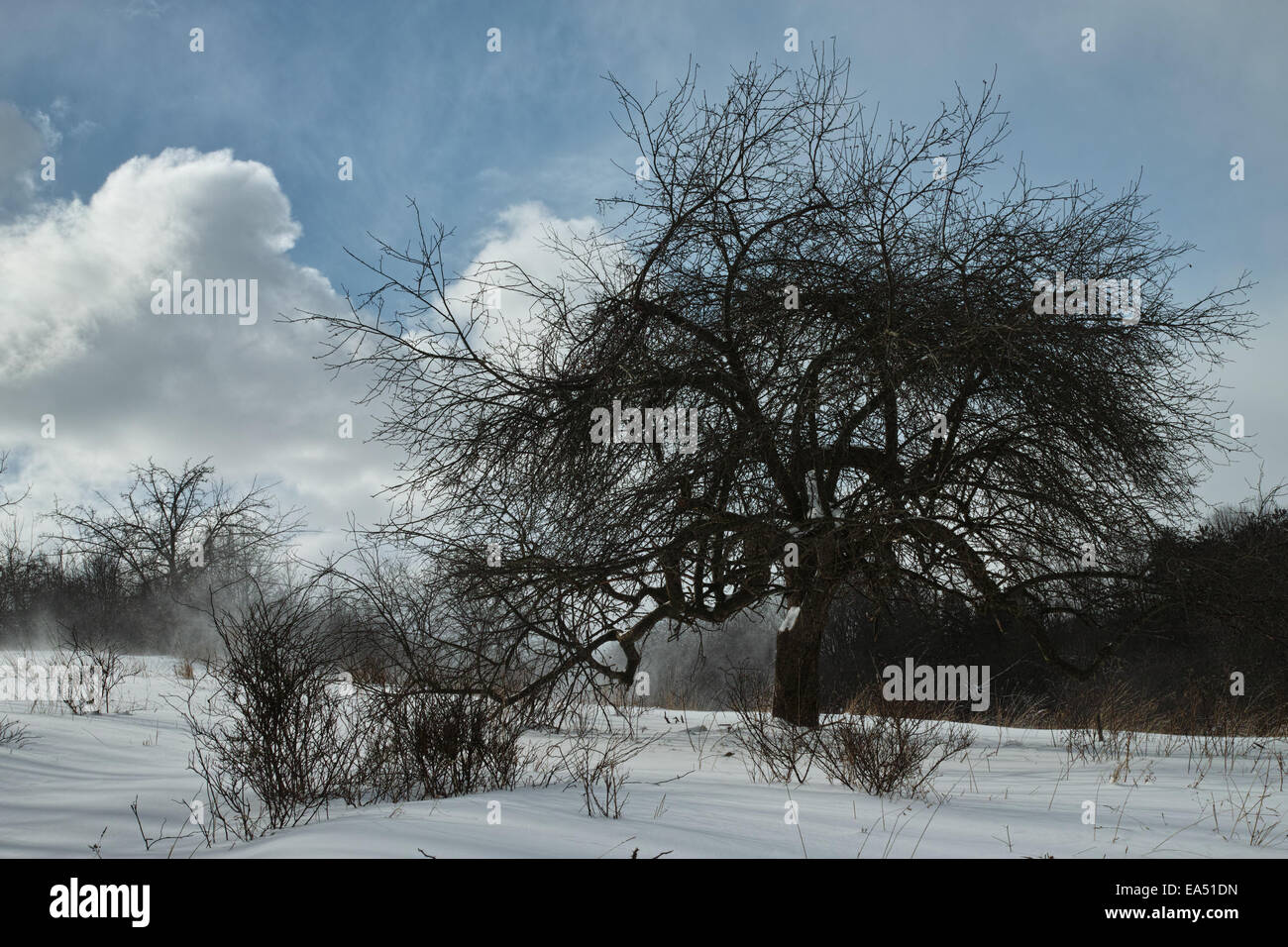 Blowing snow gets tossed around on a cold windy winter day Stock Photo ...