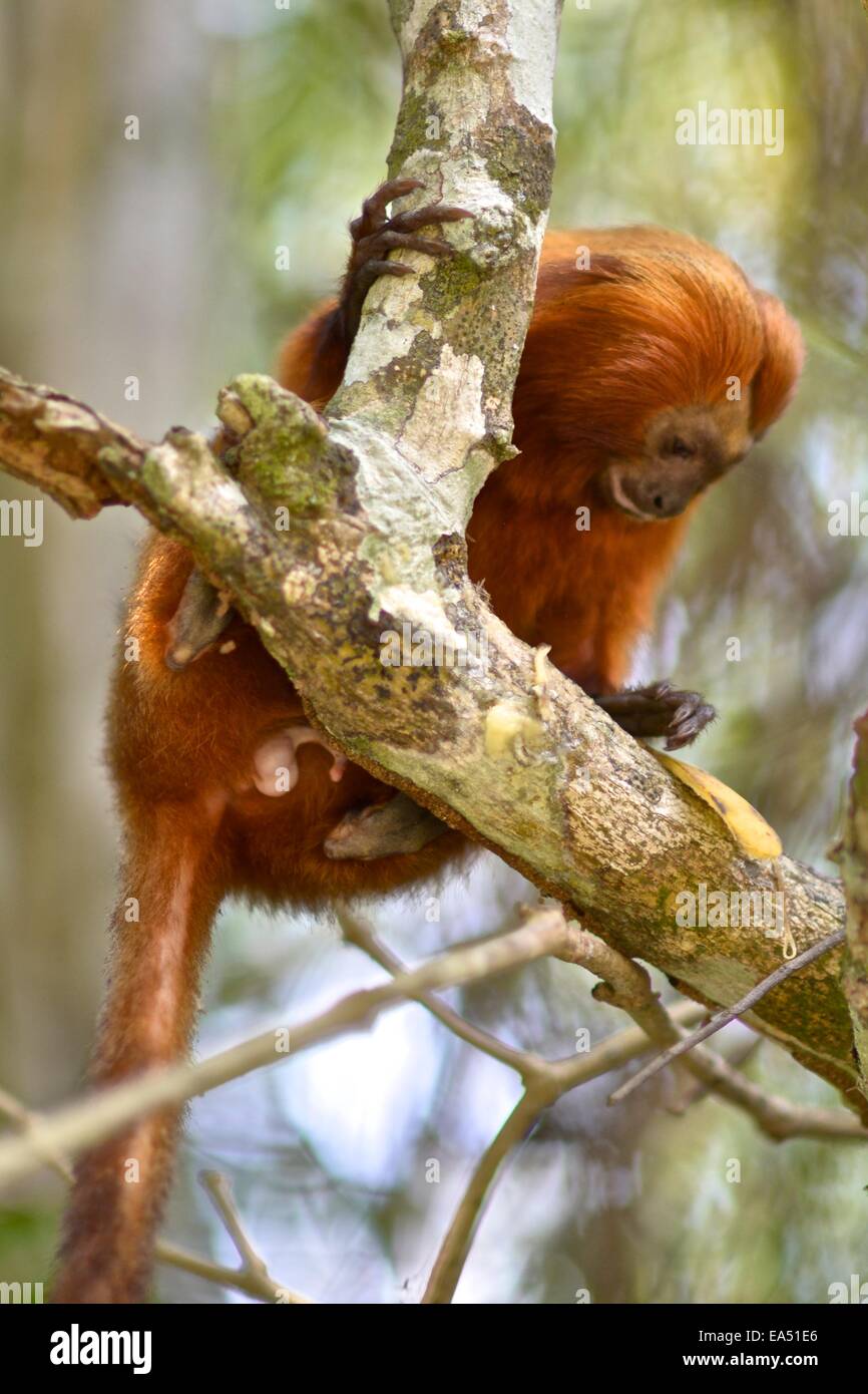 Golden Lion Tamarin (Leontopithecus rosalia) endangered species ...