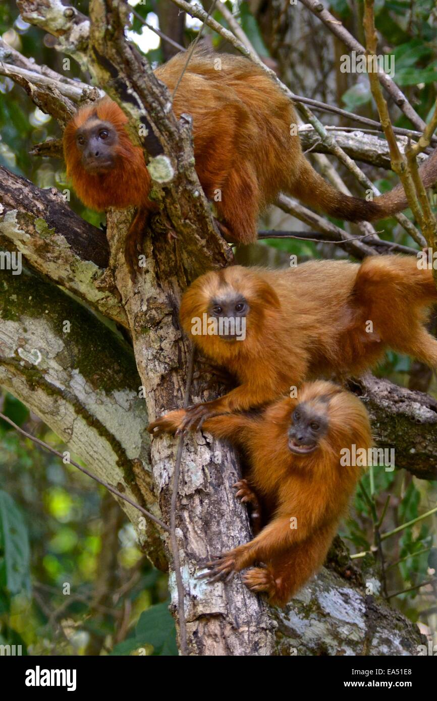 Rio tamarin hi-res stock photography and images - Alamy