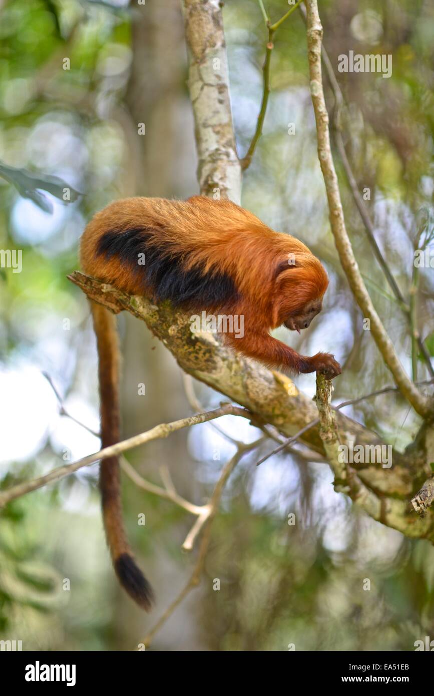 Golden Lion Tamarin (Leontopithecus rosalia) endangered species ...