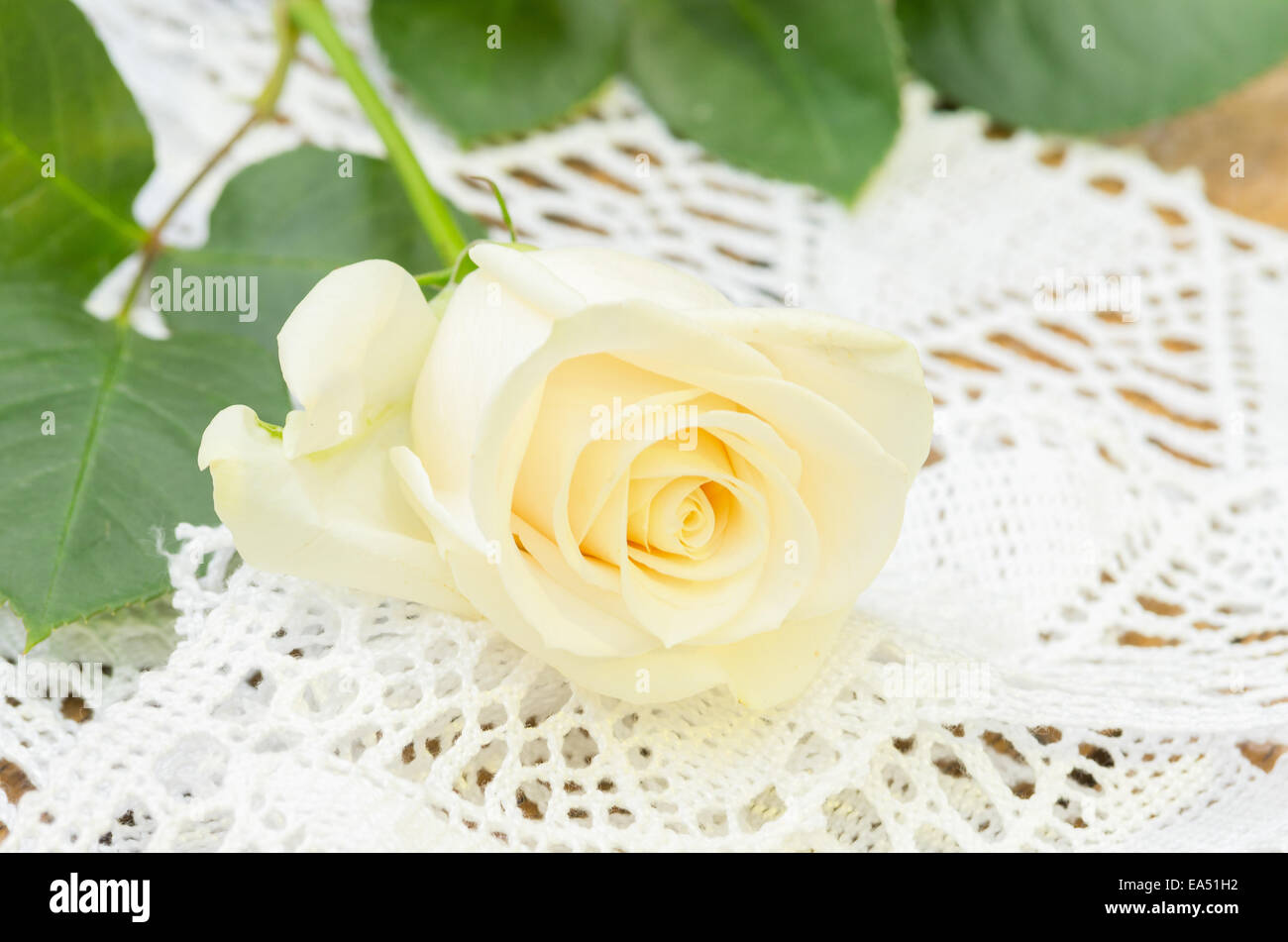 Beautiful single white rose Stock Photo - Alamy