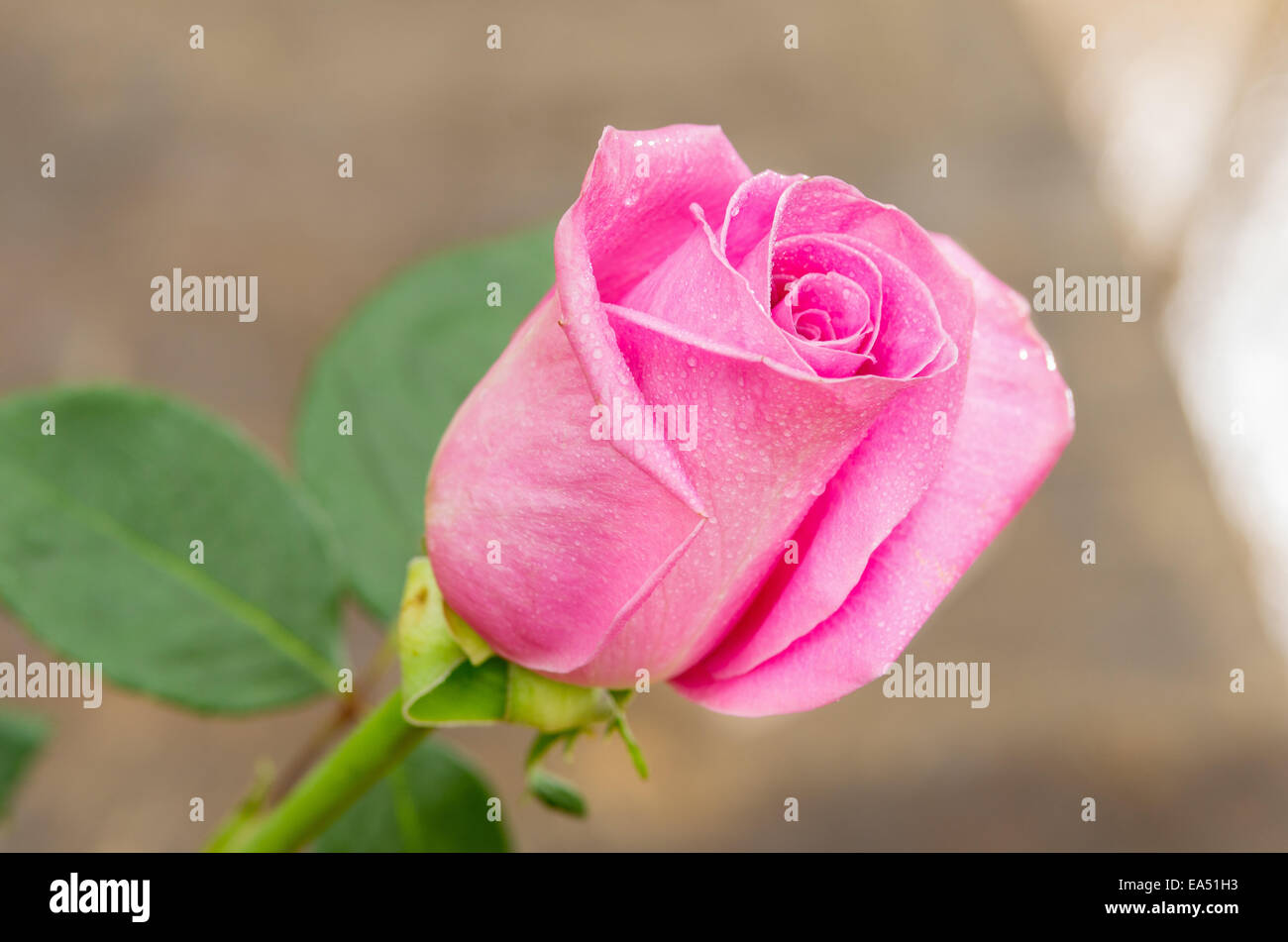 Beautiful pink single ecuadorian rose Stock Photo - Alamy
