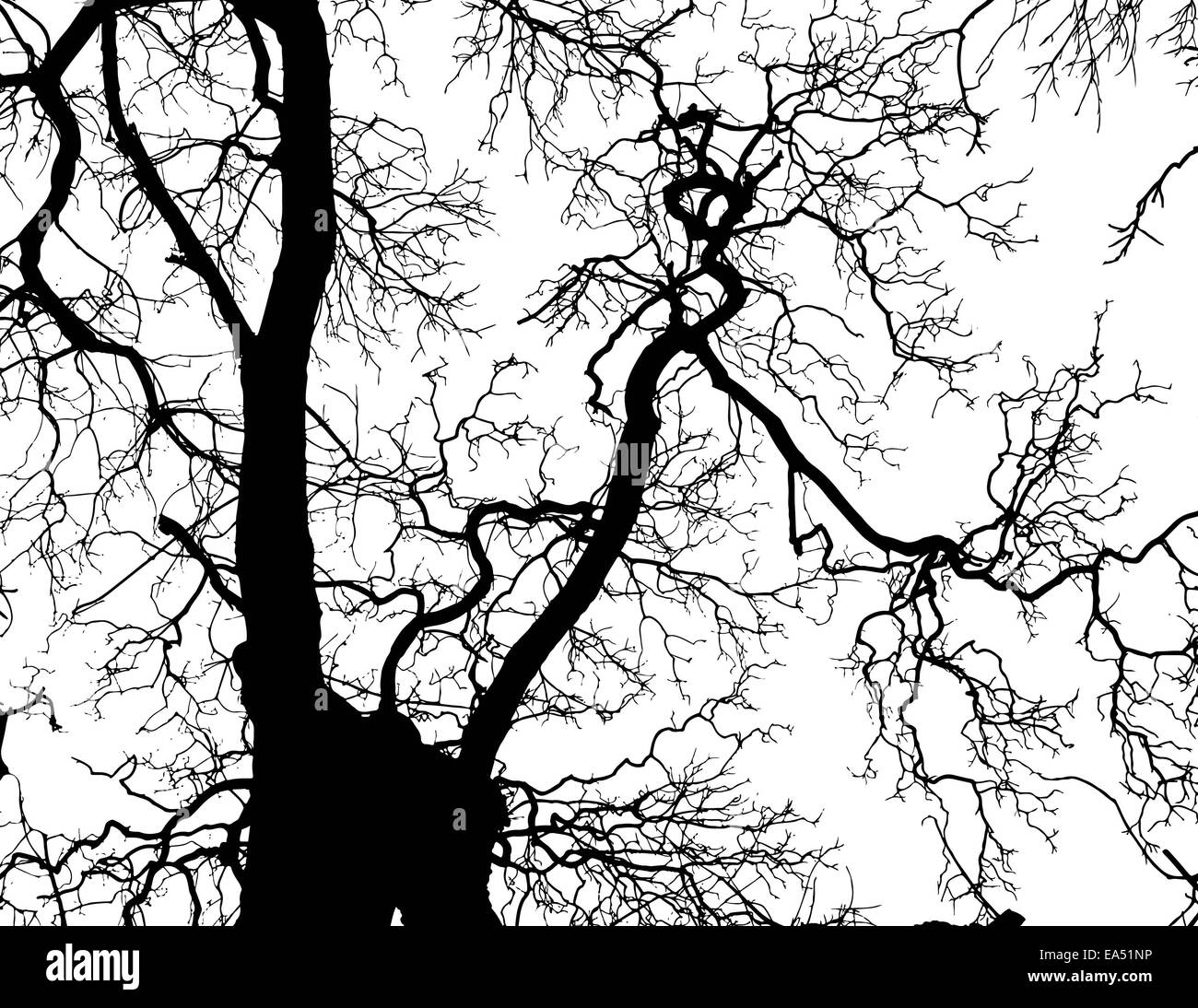 Realistic and Highly-Detailed Black & White illustration Top Tree Trunk ...