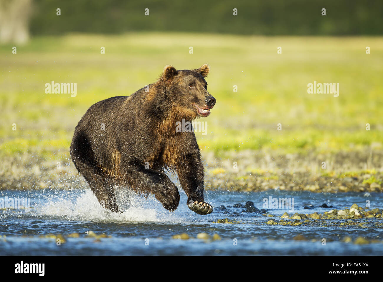 Grizzly Bear Running Away