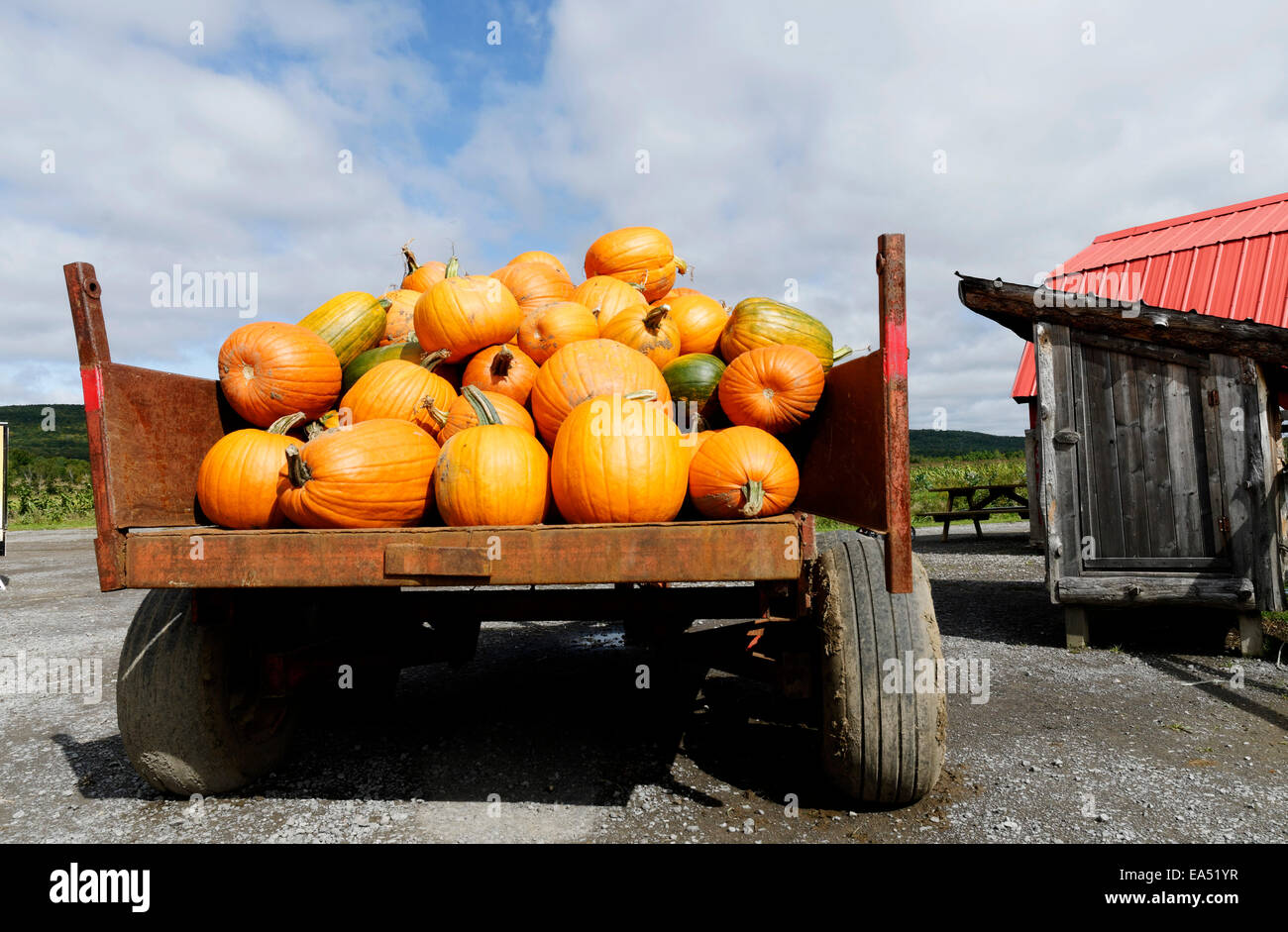 A farm trailer full of pumpkins on a farm in Quebec, Canada Stock Photo ...