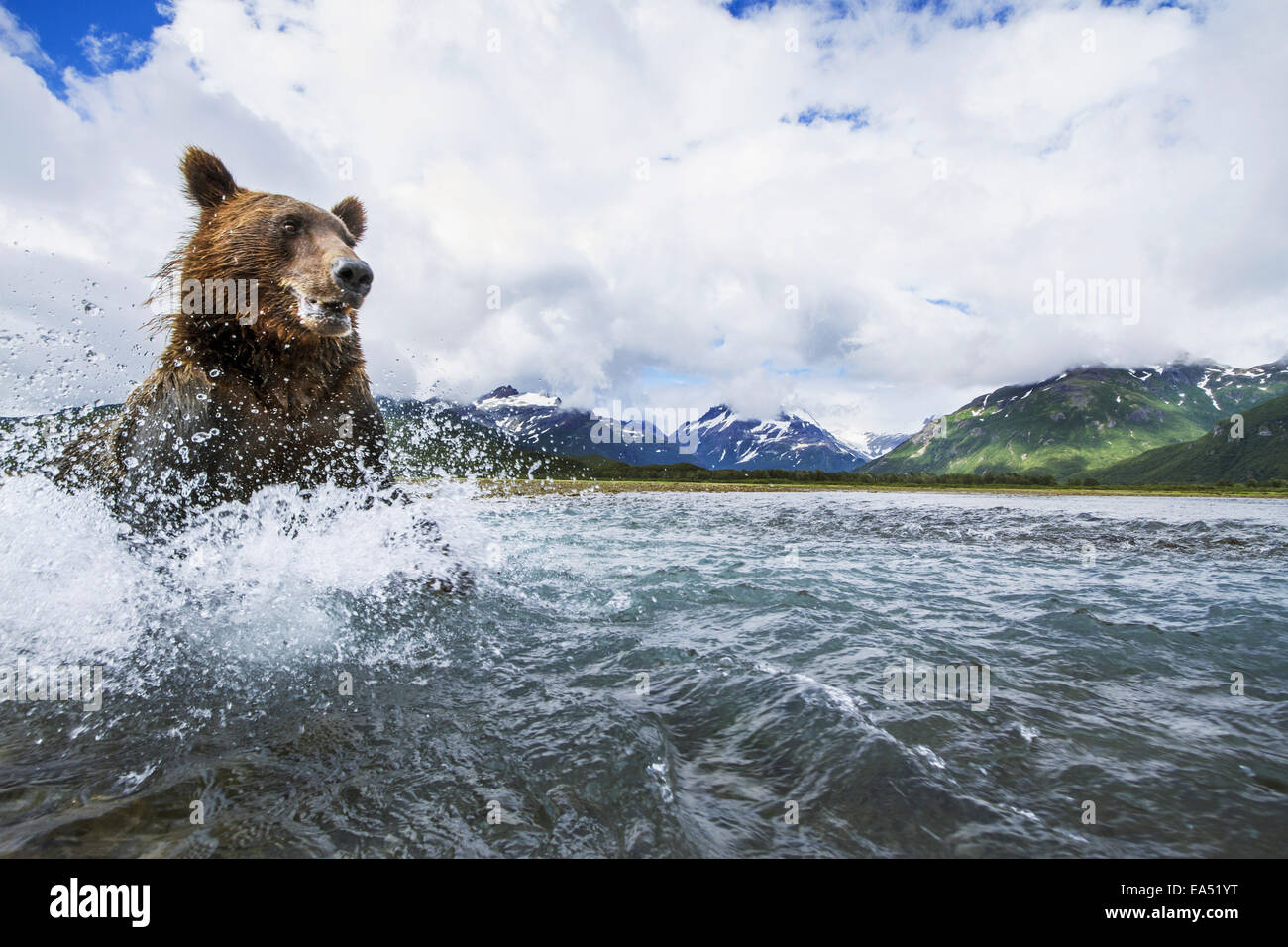 Brown bear jumping hi-res stock photography and images - Alamy