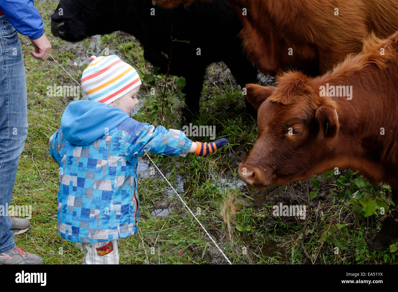 Boy touching cow hi-res stock photography and images - Alamy