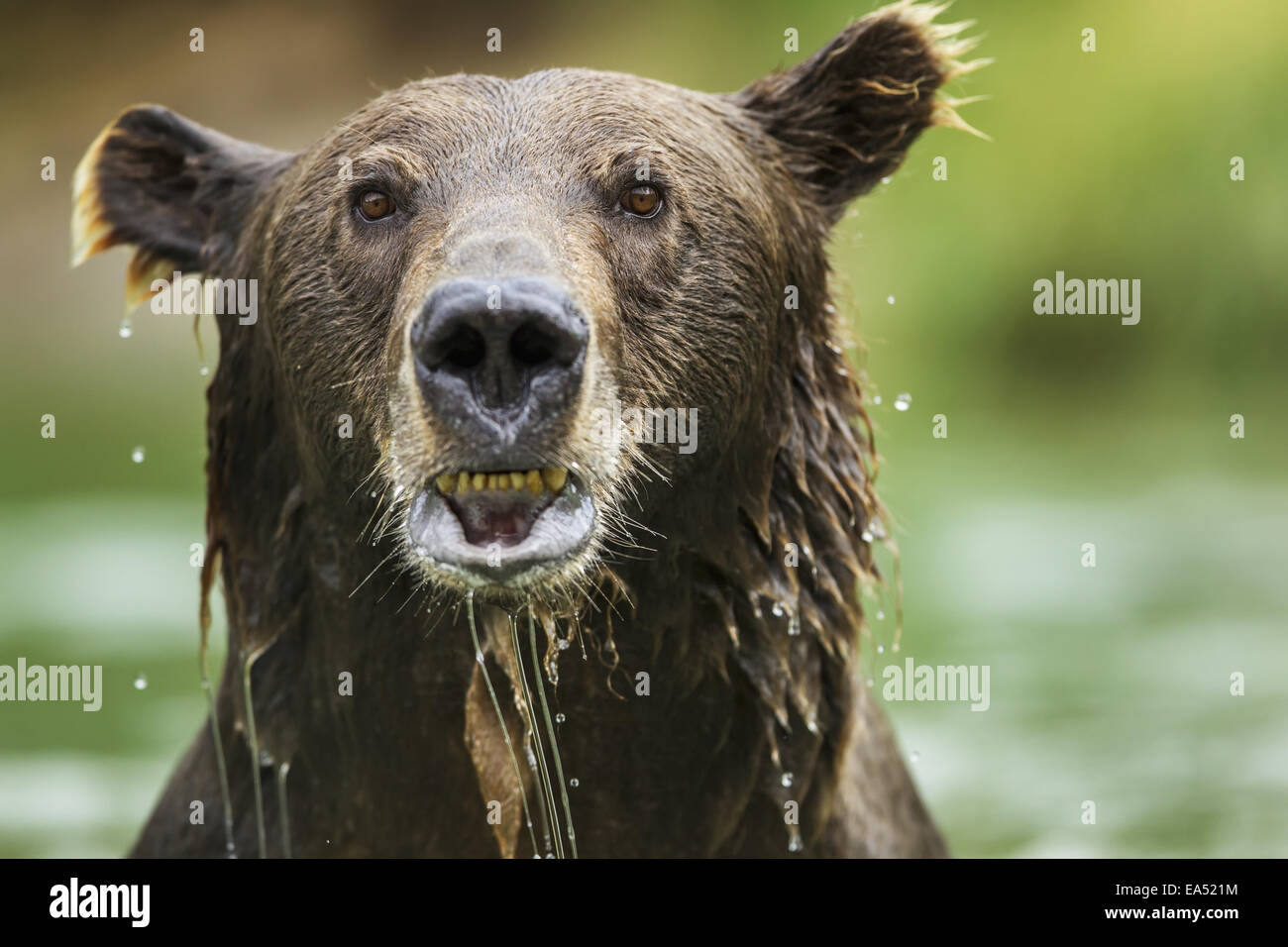 Brown bear (ursus arctos) rearing up hi-res stock photography and ...
