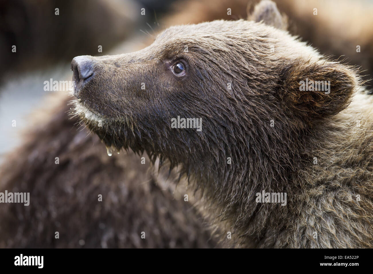Coastal Brown Bear Spring Cub (Ursus arctos) along salmon spawning ...