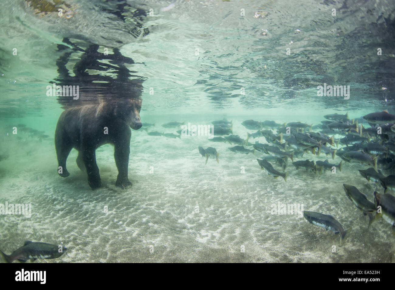 Water refraction bear hi-res stock photography and images - Alamy
