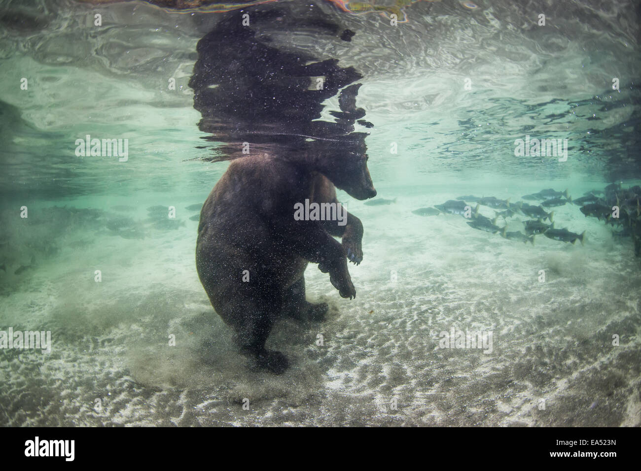 Water refraction bear hi-res stock photography and images - Alamy