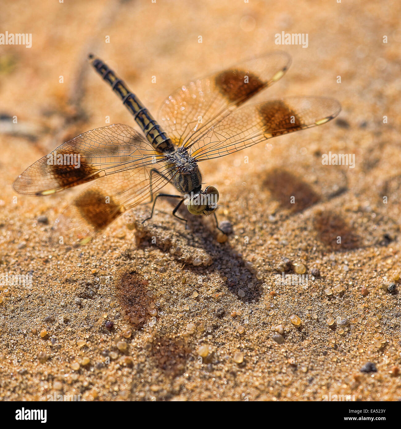 Dragon Fly resting on Sand Stock Photo - Alamy