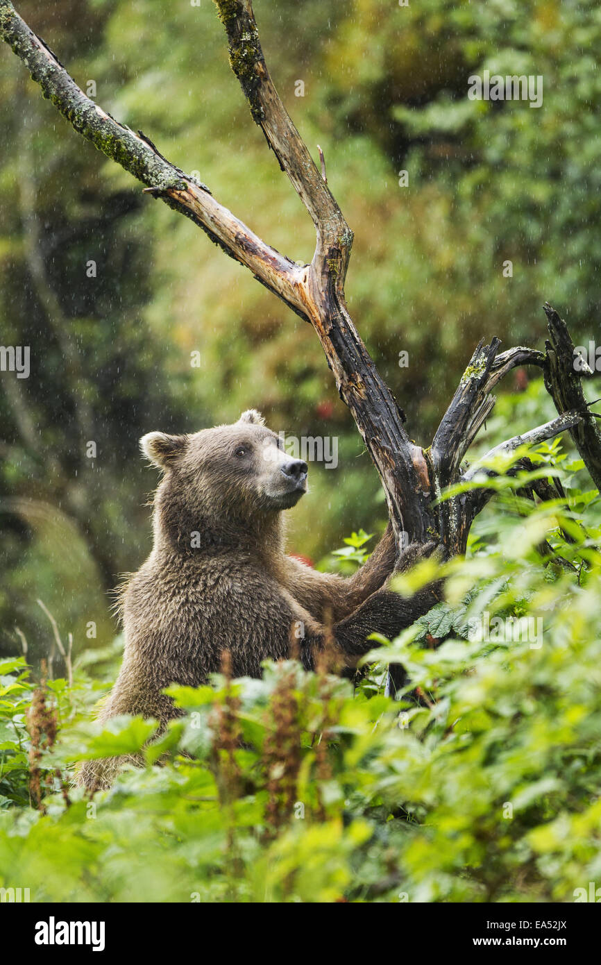 Alaska,Tree,Dead Tree,Brown Bear,Kuliak Bay Stock Photo - Alamy