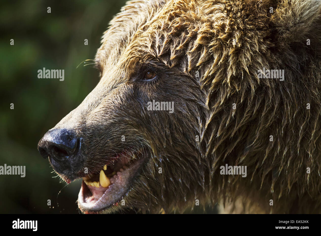 Bear close up hi-res stock photography and images - Alamy