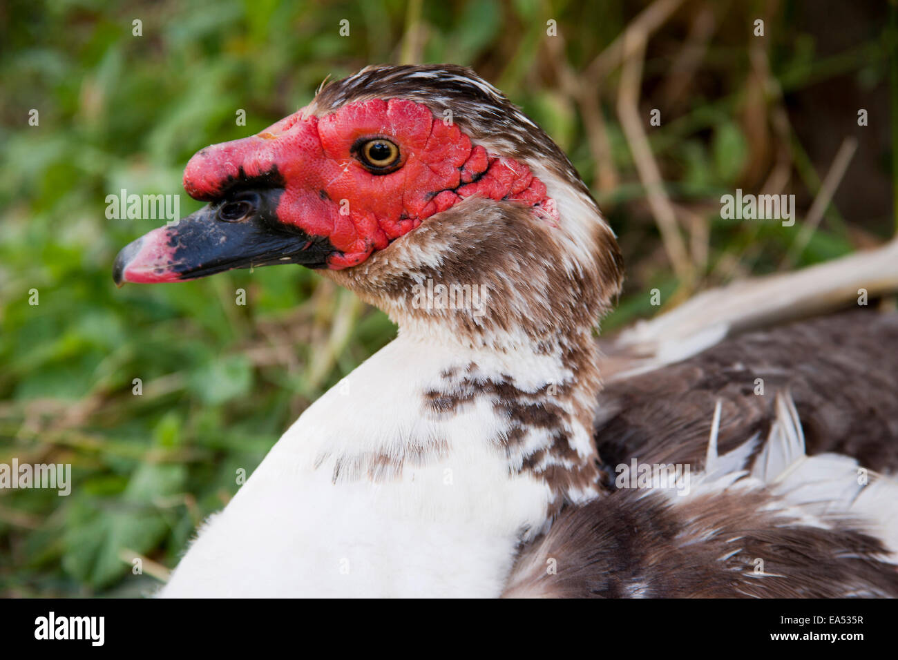 Muscovy bird hi-res stock photography and images - Alamy