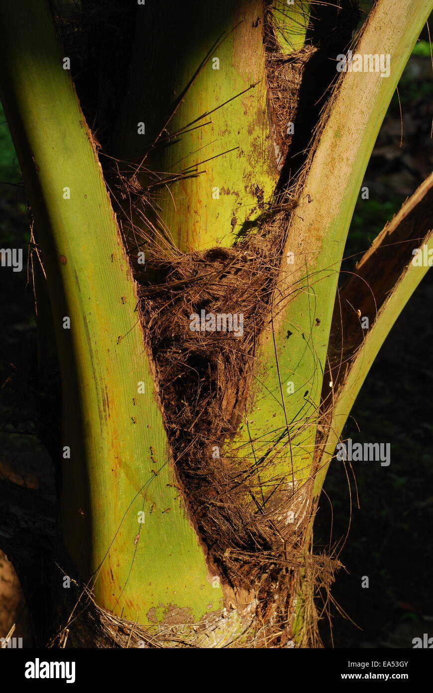 Coconut tree stem hi-res stock photography and images - Alamy