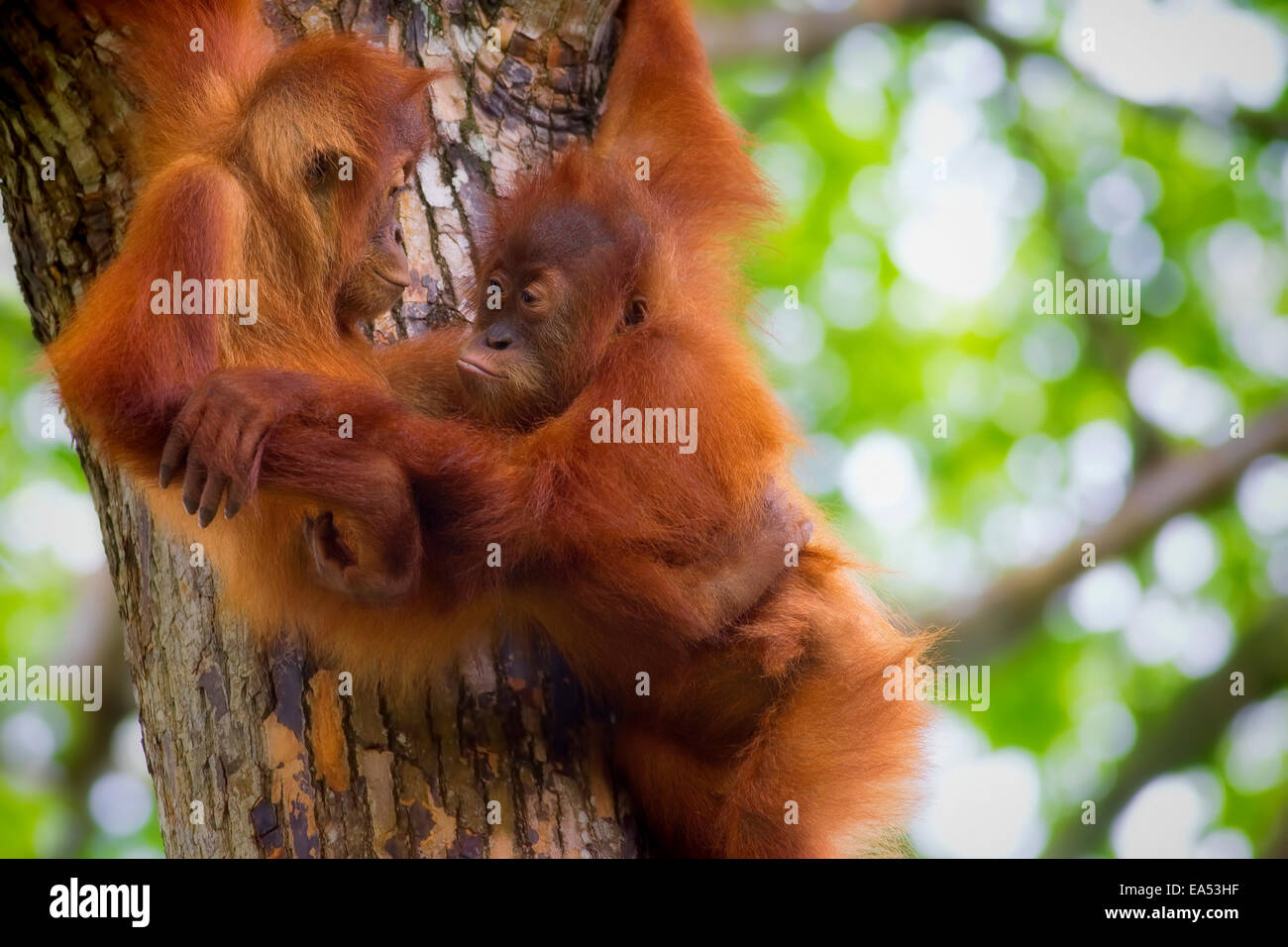 Hominid family tree hi-res stock photography and images - Alamy