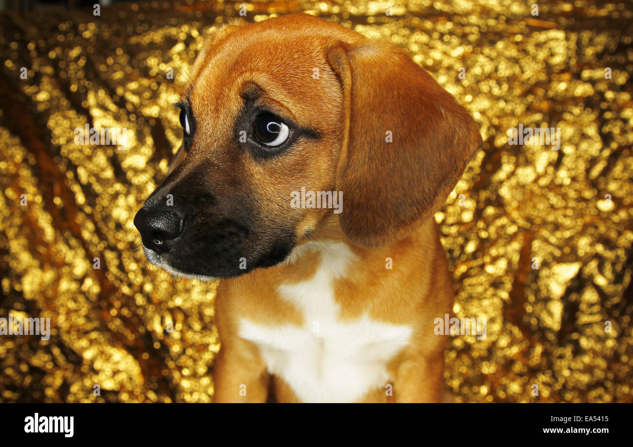 Beagle Boxer Mix