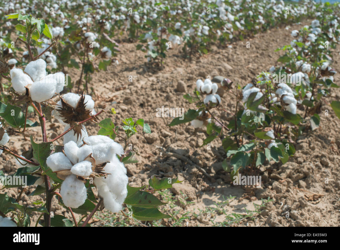 Cotton ball sky hi-res stock photography and images - Alamy