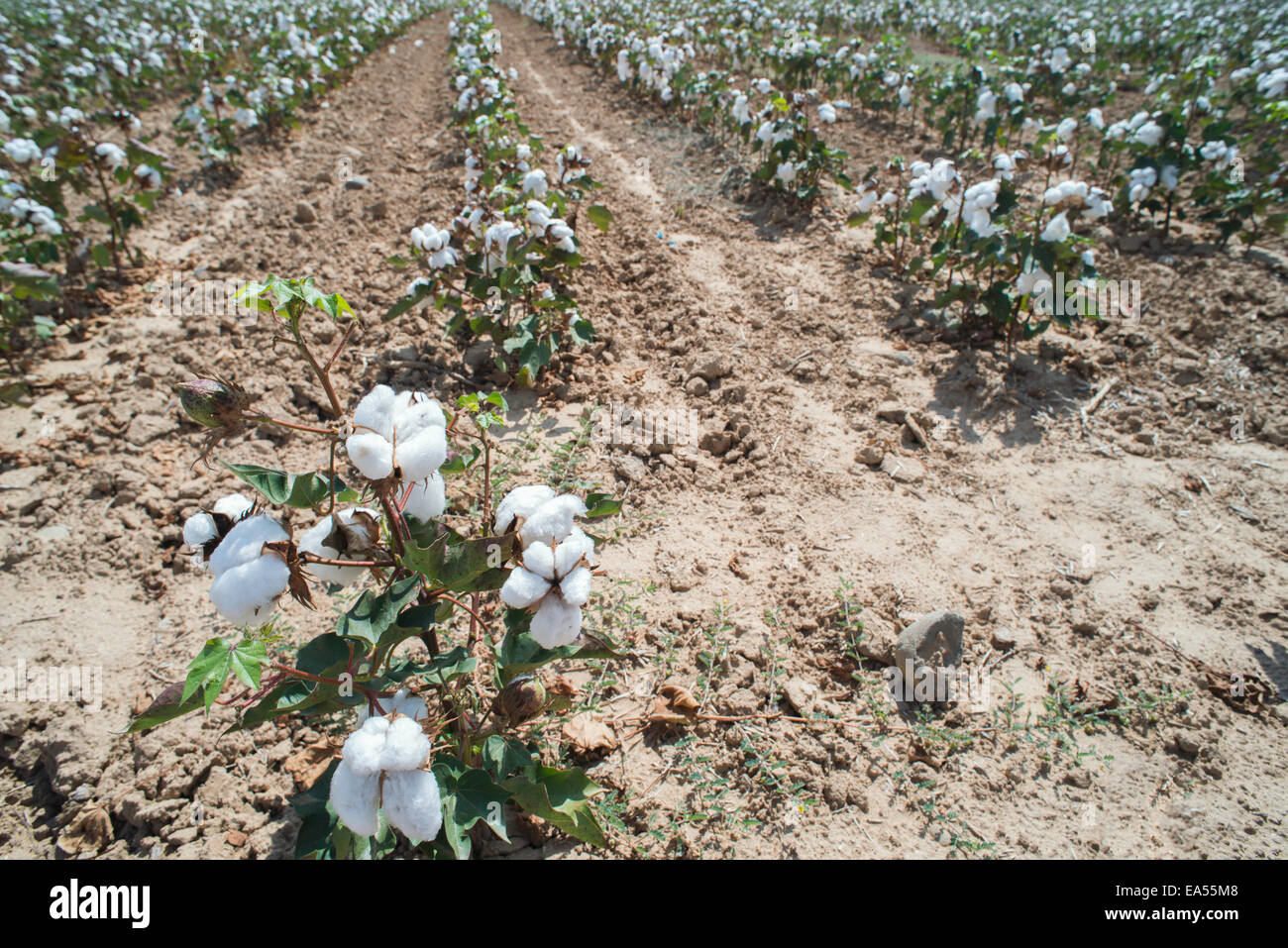 Cotton crop blue sky hi-res stock photography and images - Alamy