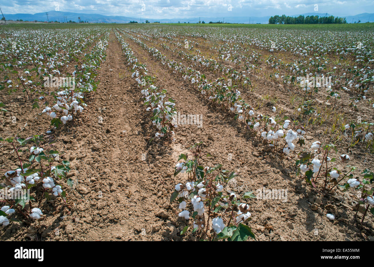 Cotton plants field hi-res stock photography and images - Alamy