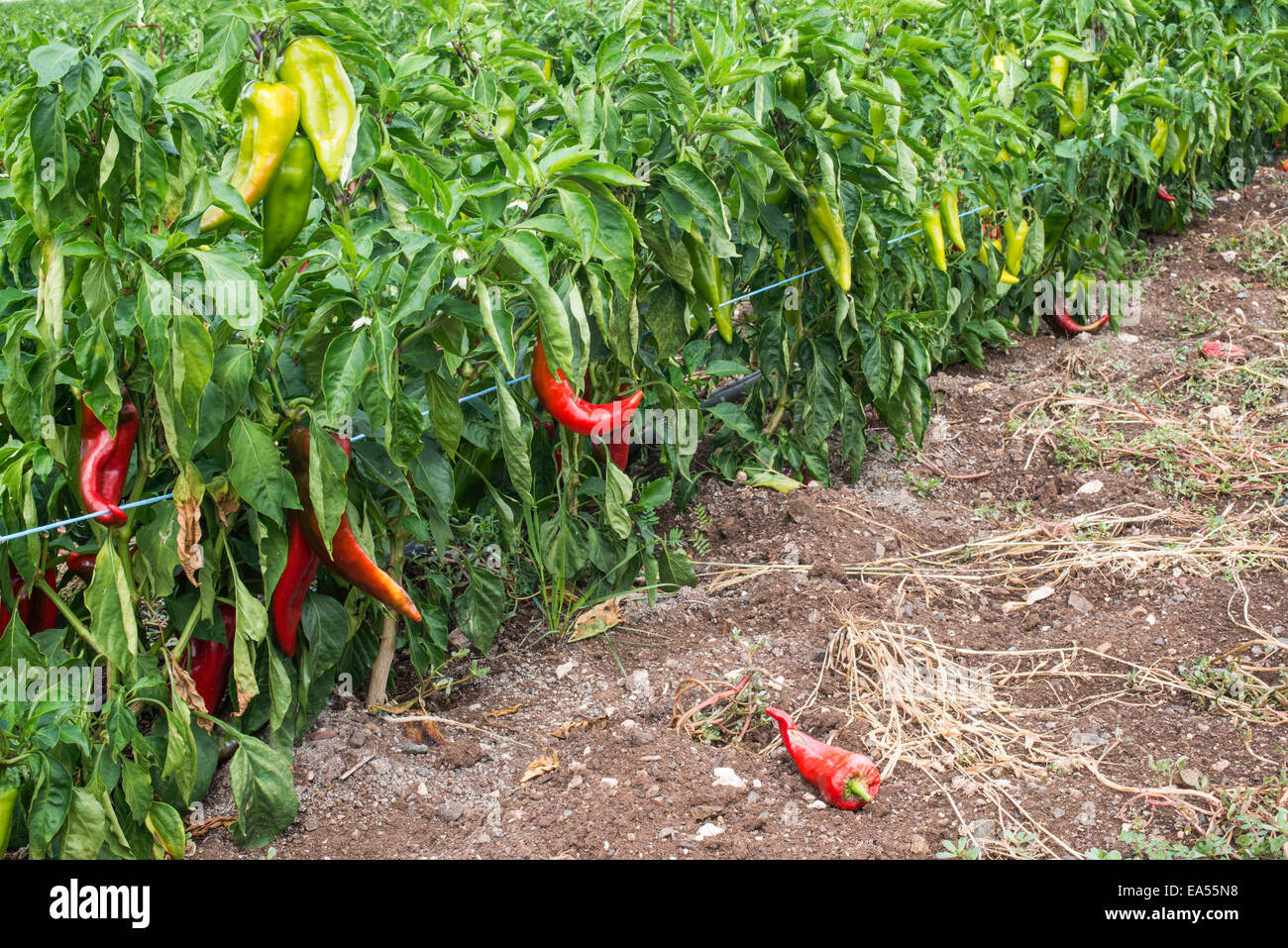 Plantations of peppers in the field. On a row Stock Photo - Alamy