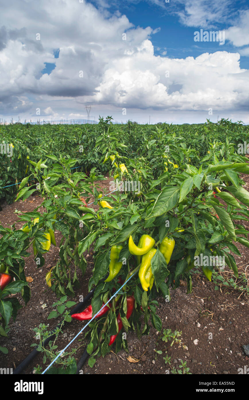 Plantations of peppers in the field. Close up green and red papers ...