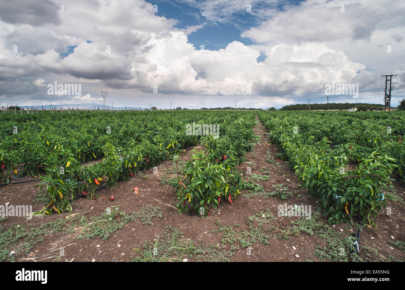 Plantations of peppers in the field. On a row Stock Photo - Alamy