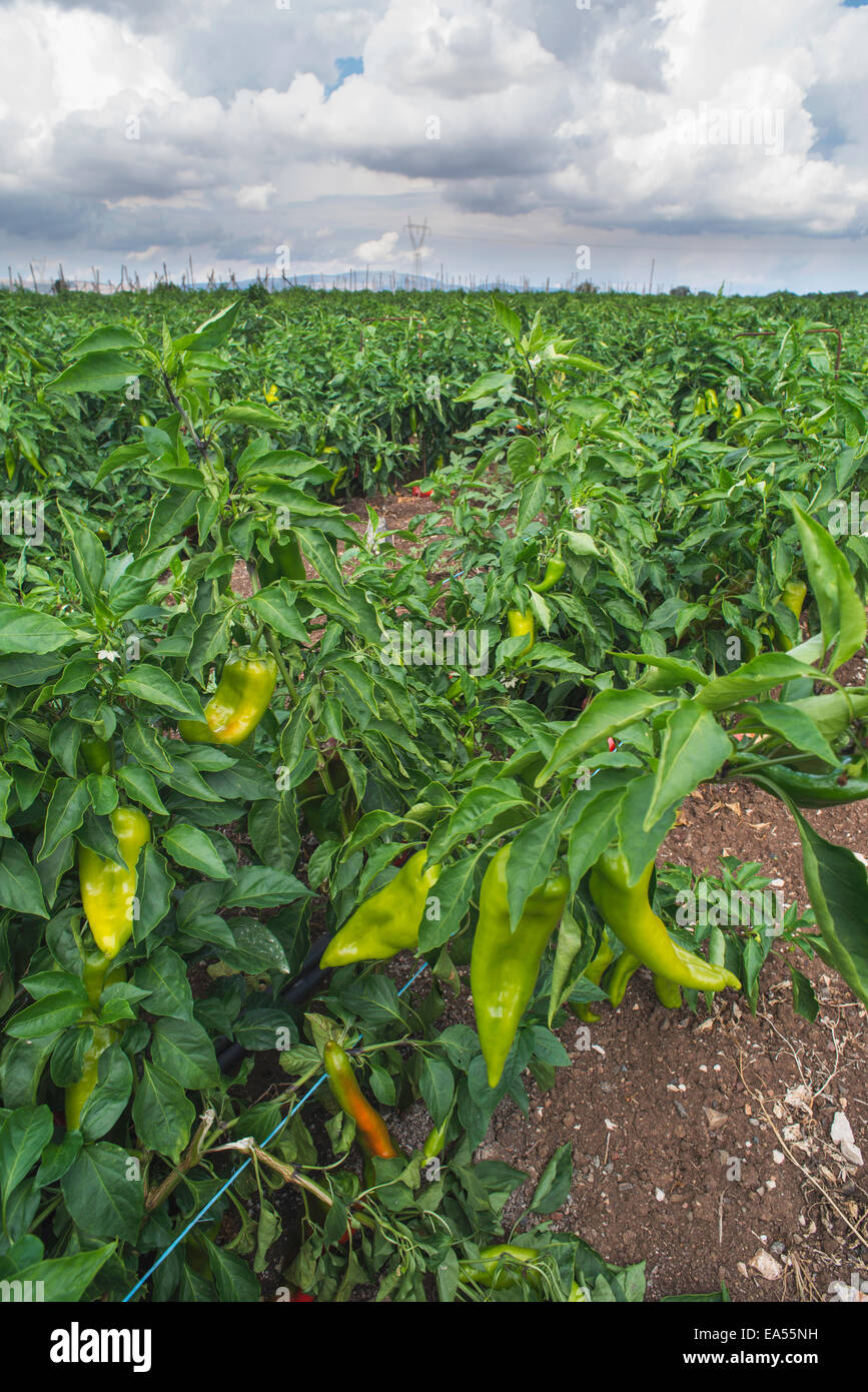 Plantations of peppers in the field. Close up green and red papers ...