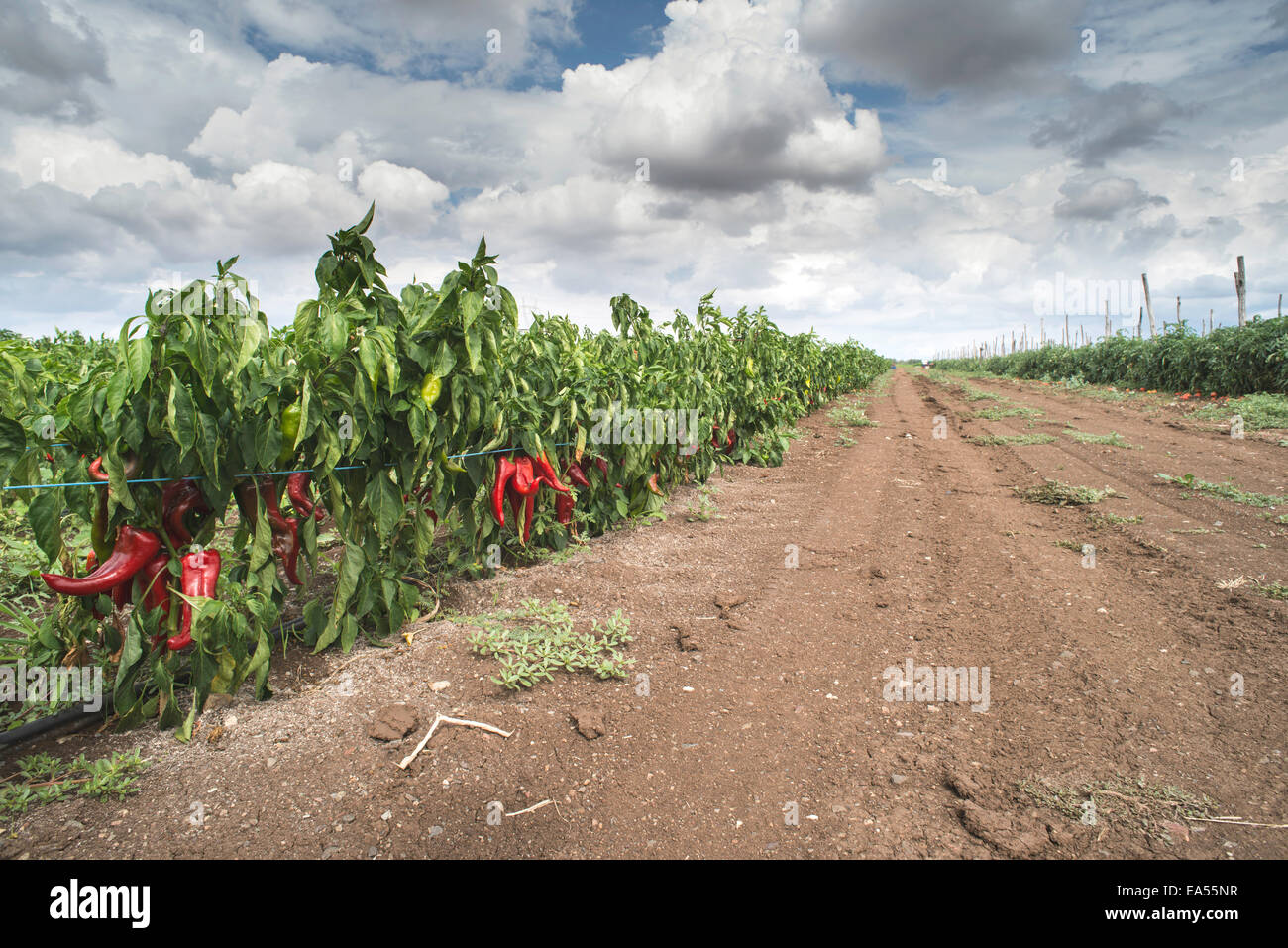 Farm bell hi-res stock photography and images - Alamy