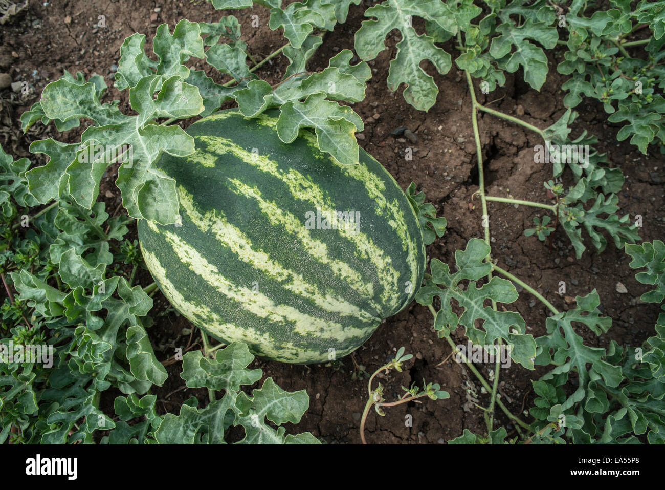 Watermelons on a field. Watermelons plantation in Greece Stock Photo ...