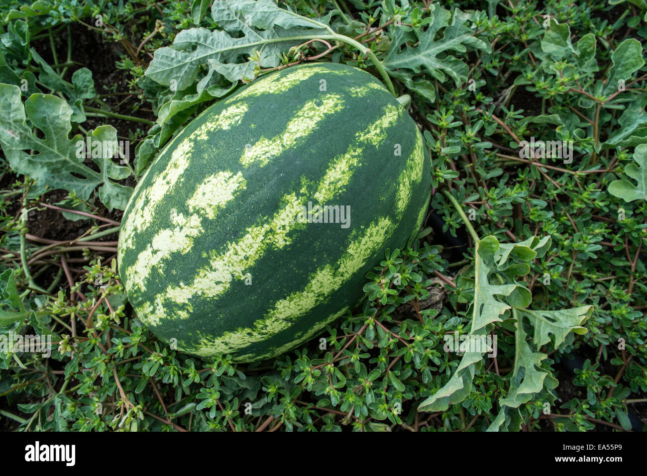 Watermelon field hi-res stock photography and images - Alamy