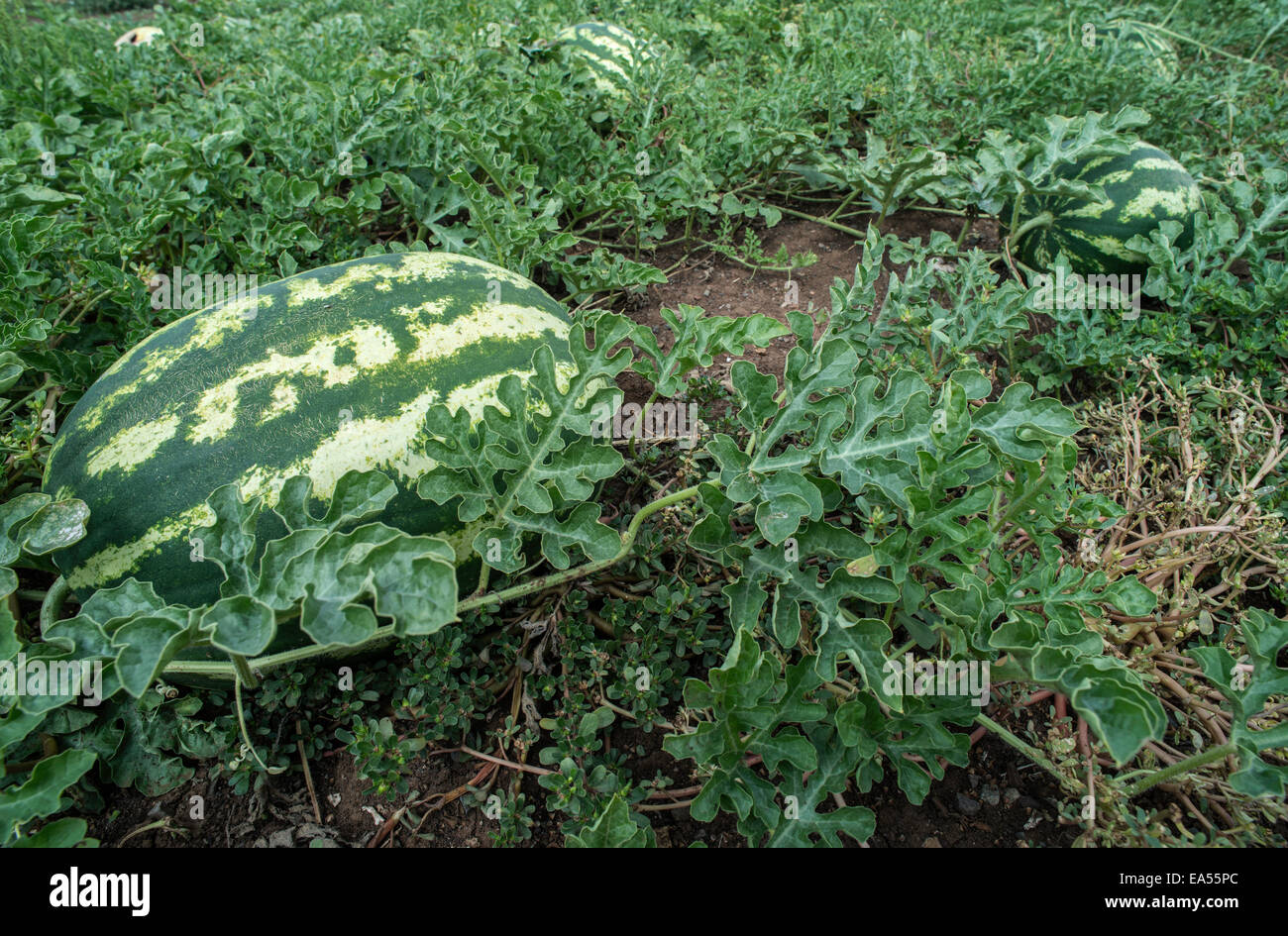 Watermelon field hi-res stock photography and images - Alamy