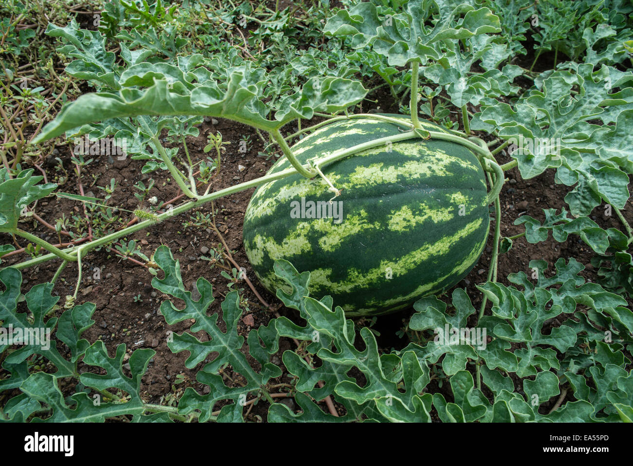Watermelon field hi-res stock photography and images - Alamy