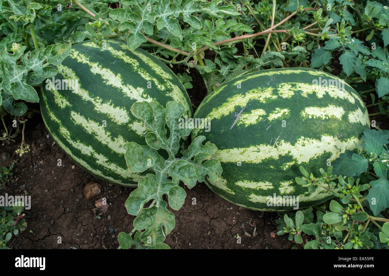Watermelons on a field. Watermelons plantation in Greece Stock Photo ...