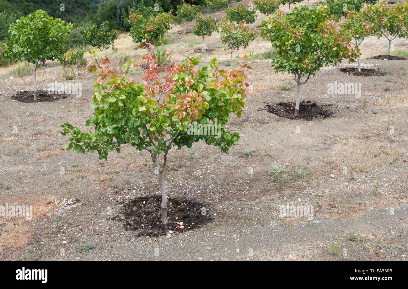 Pistachio trees in Greece. Pistachio plantation Stock Photo - Alamy