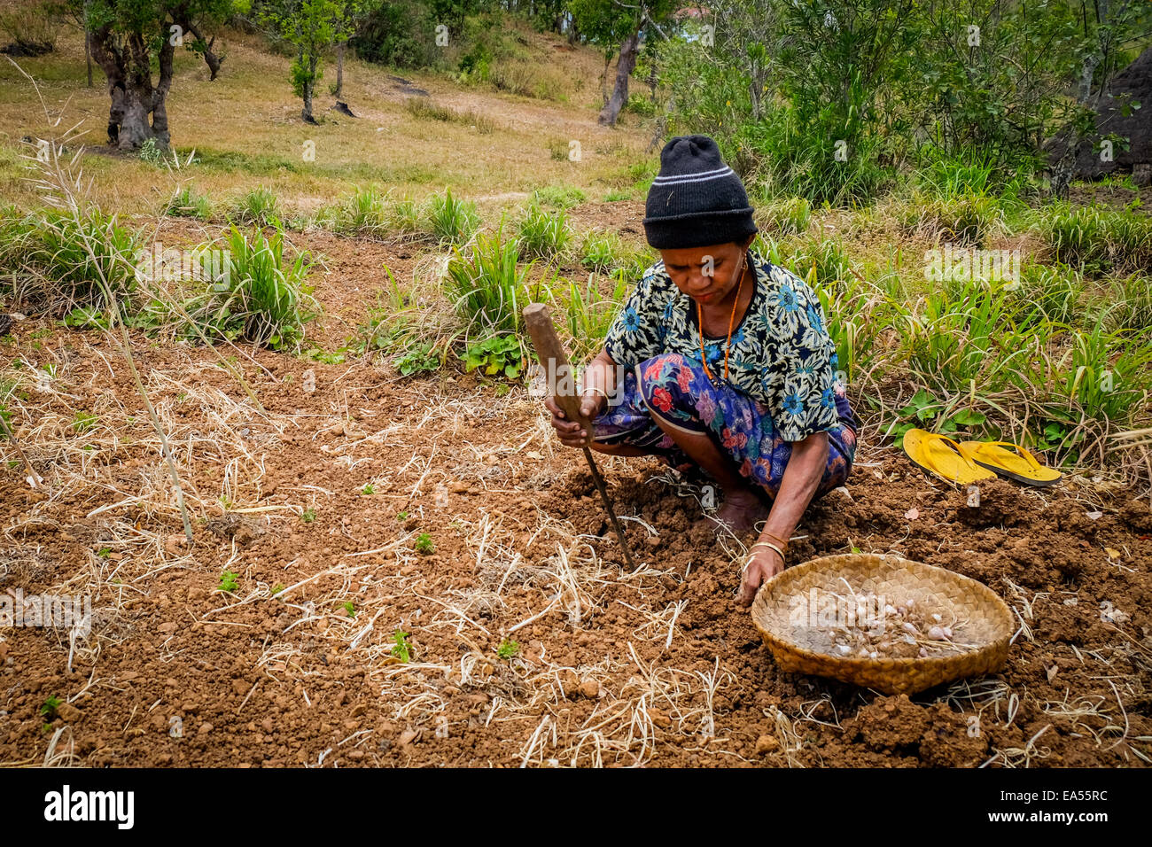 Yuliana Fuka working on her dry farmland in Fatumnasi village on the ...