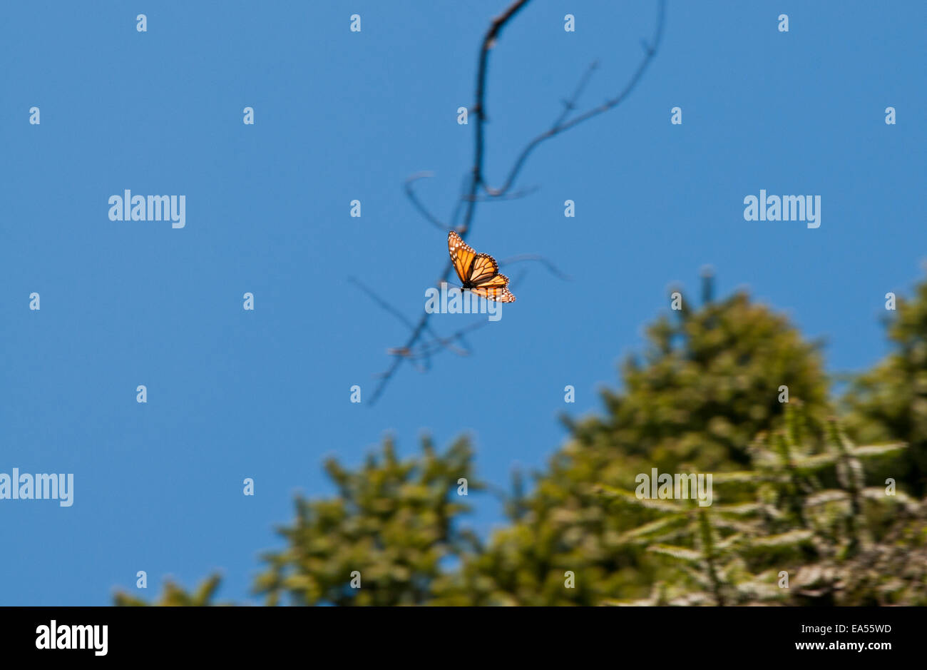 An unusual shot from the Monarch Reserves - a single flying Monarch ...